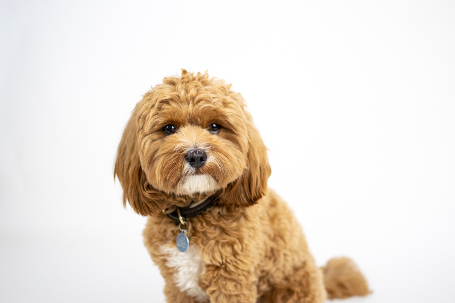 Here Are All The Dog Walking Rules That You Need Tailster Blog