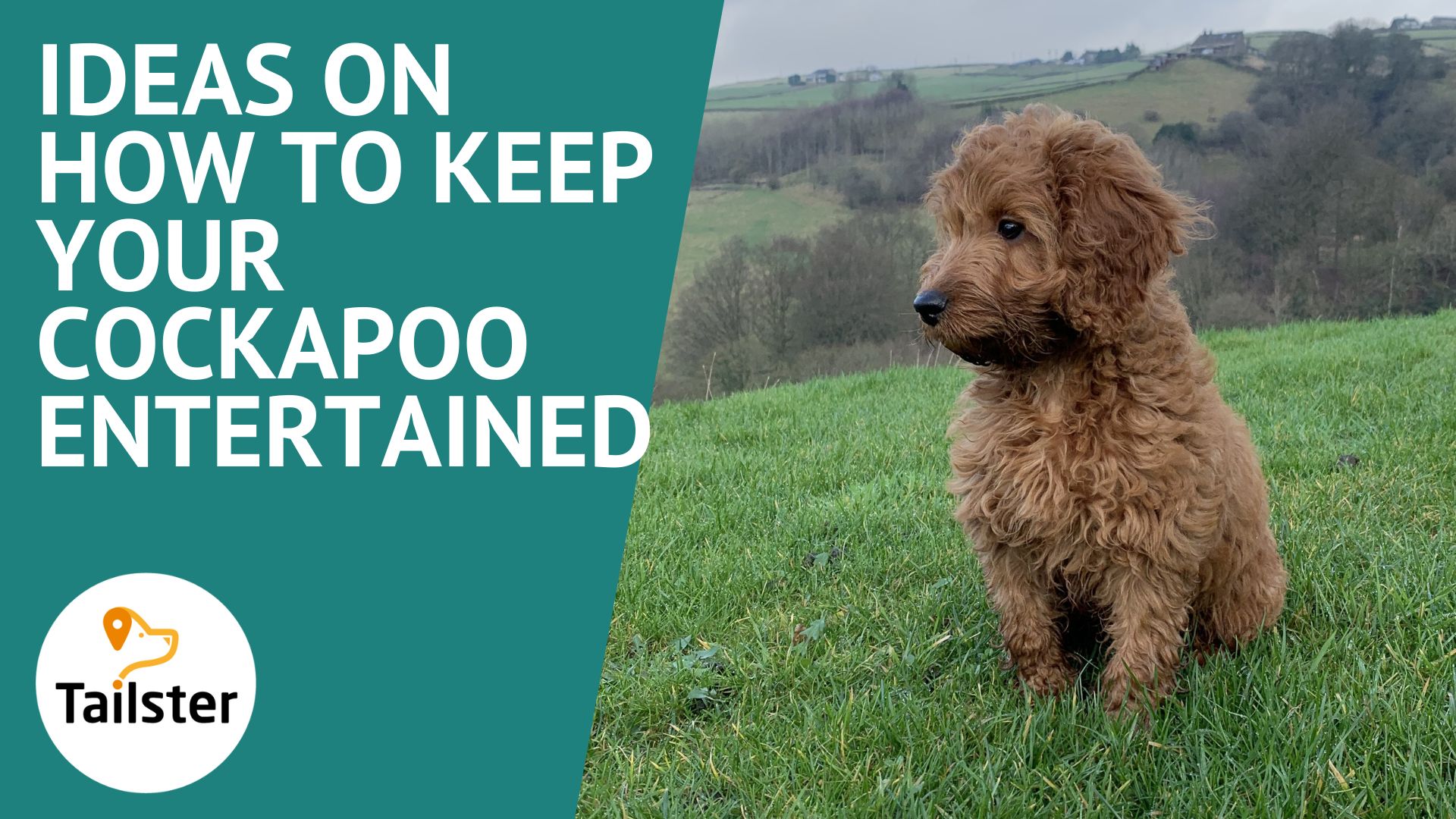 Ideas On How To Keep Your Cockapoo Entertained
