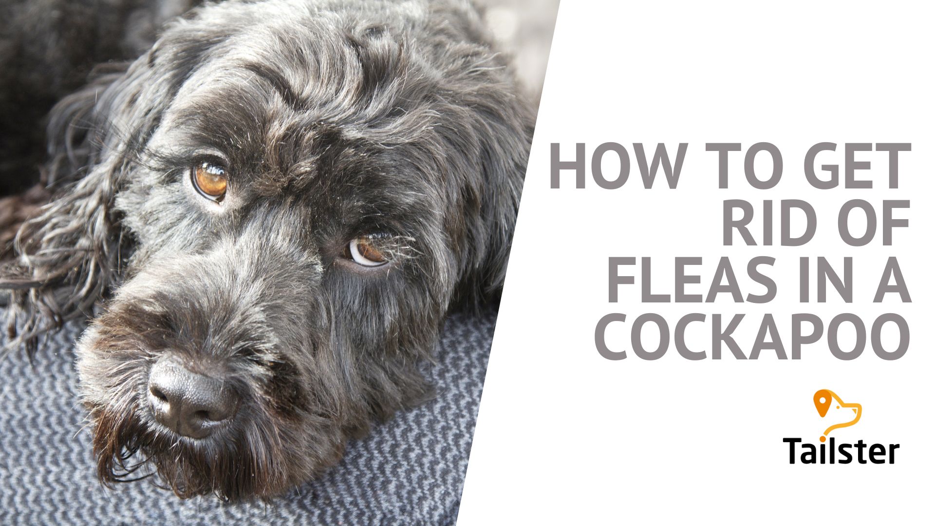 How To Get Rid Of Fleas In A Cockapoo