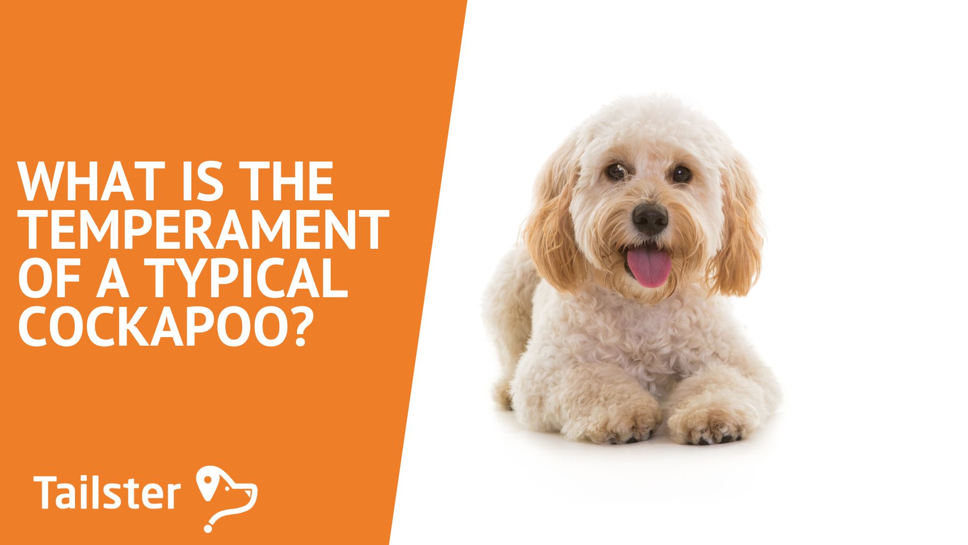 What Is The Temperament Of A Typical Cockapoo?