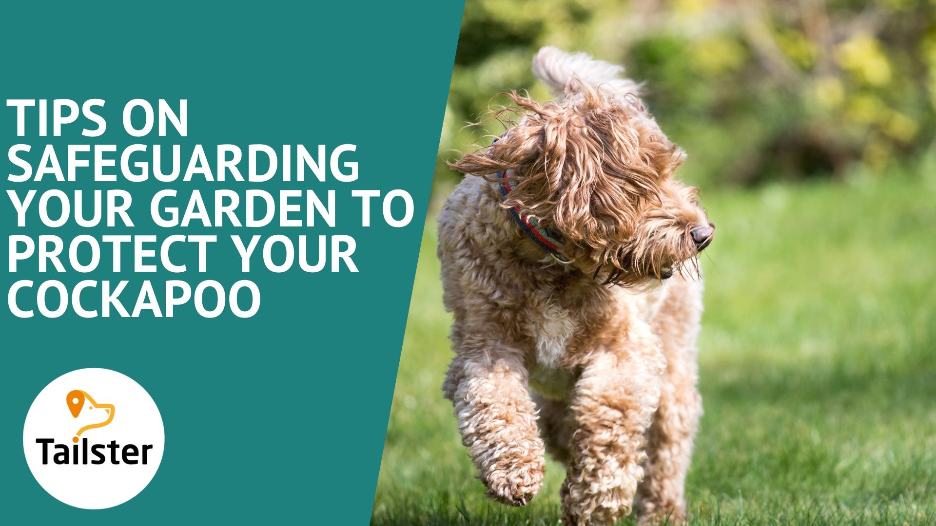 Tips On Safeguarding Your Garden To Protect Your Cockapoo