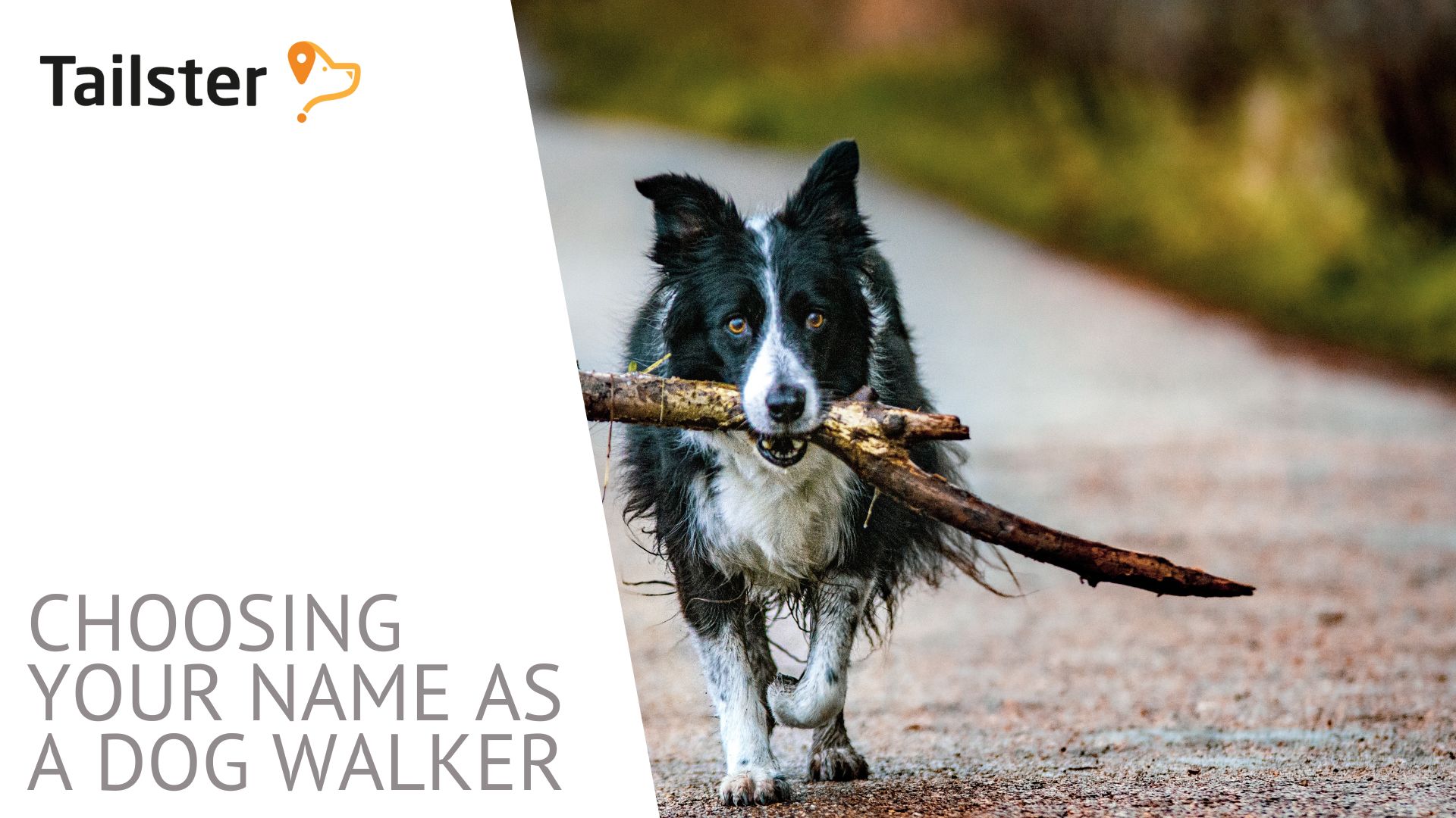 From Sit To Success: Naming Your Dog Walking Business For Maximum Appeal