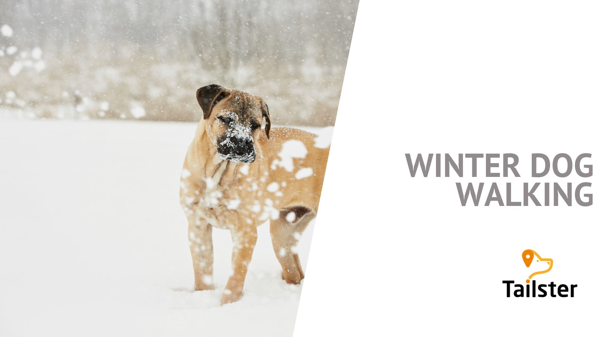 Winter Walking: Tips For Keeping Your Dog Safe And Warm On Cold Days