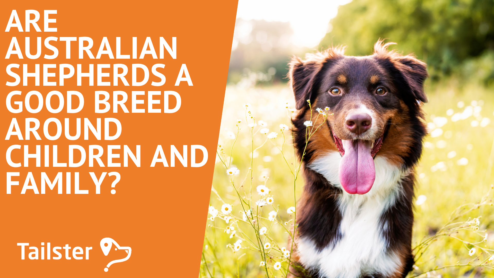 Are Australian Shepherds A Good Breed Around Children And Family?