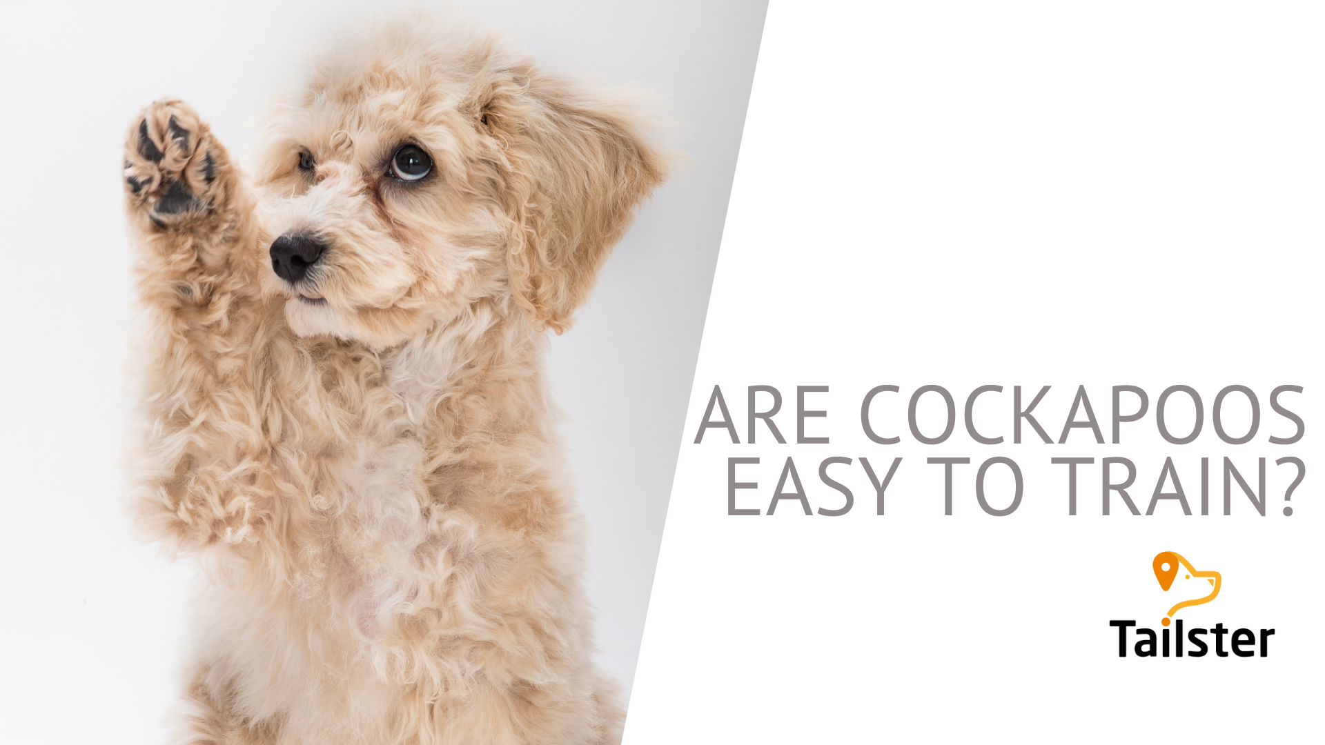 Are Cockapoos Easy To Train?