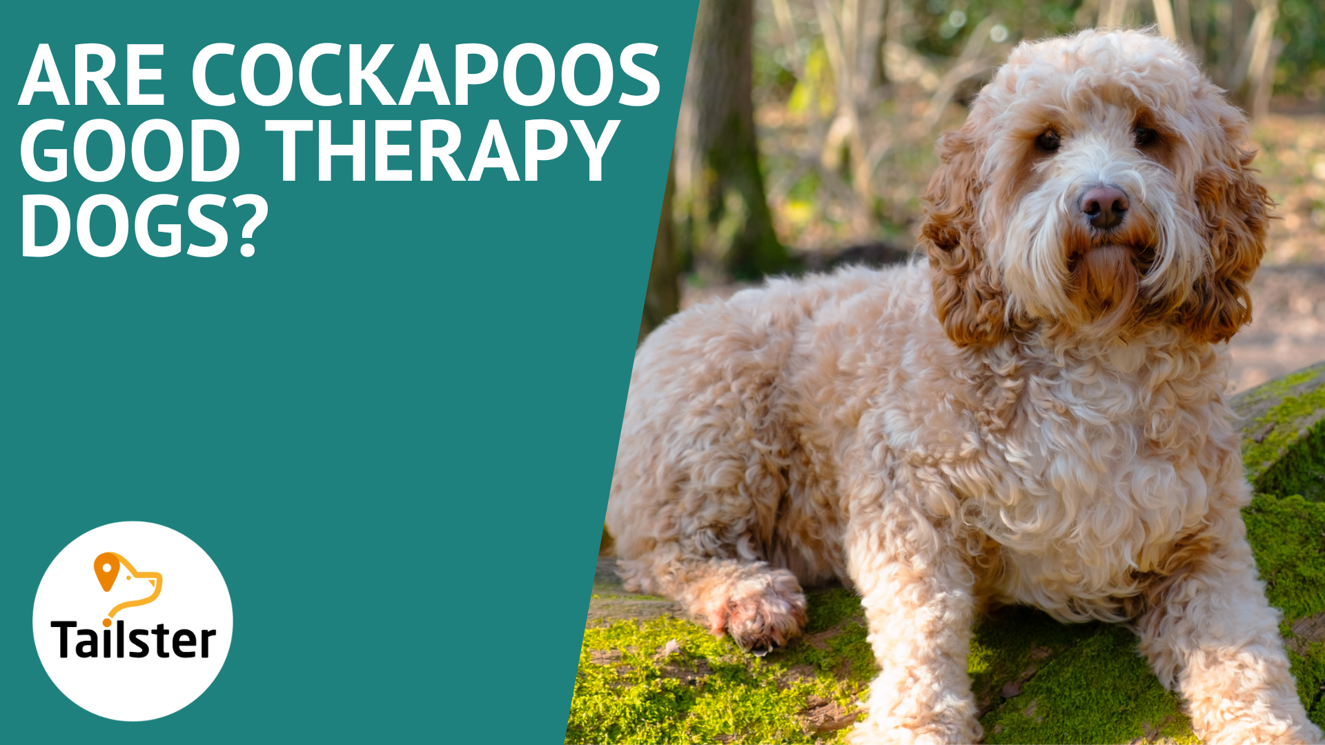 Are Cockapoos Good Therapy Dogs?