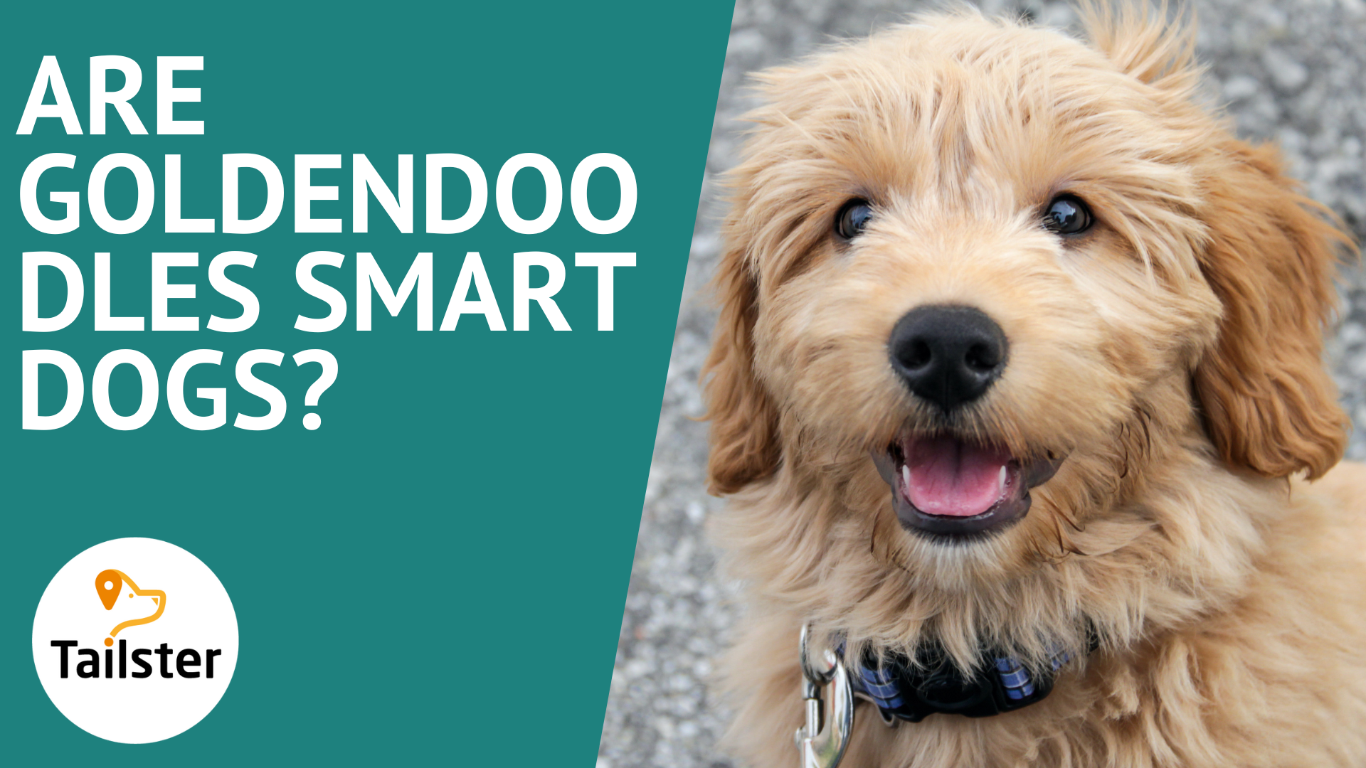 Are Goldendoodles Smart Dogs?