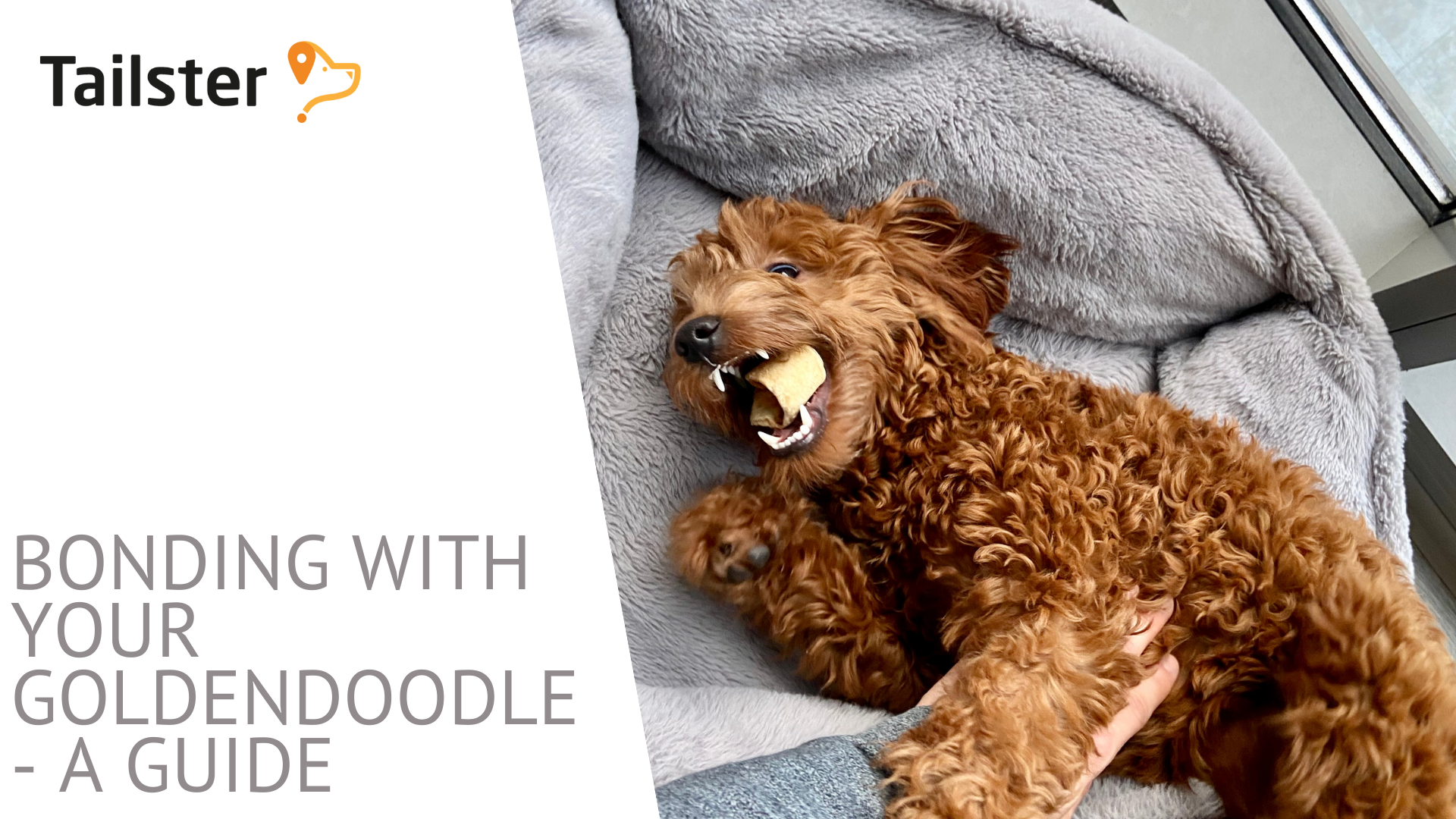 Bonding With Your Goldendoodle - A Guide