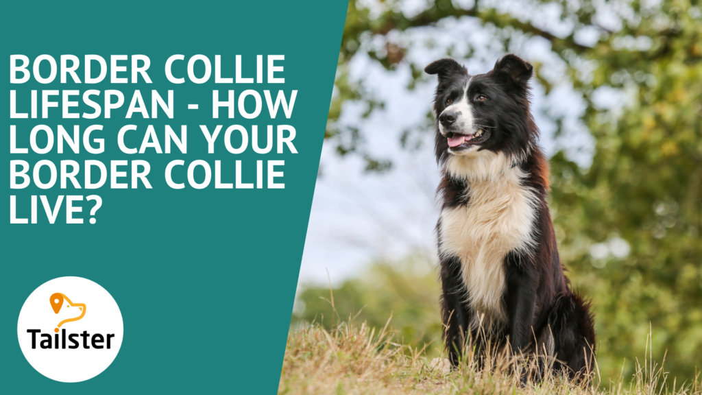 Collie
