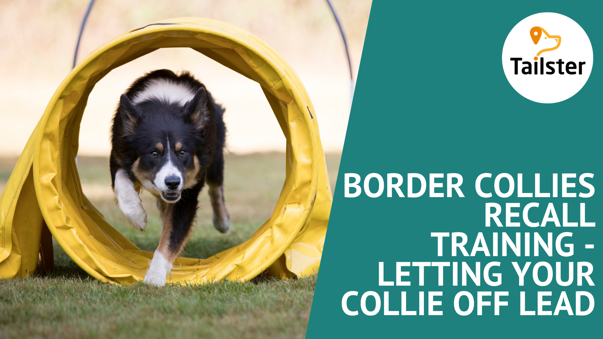 Border Collies Recall Training - Letting Your Collie Off Lead