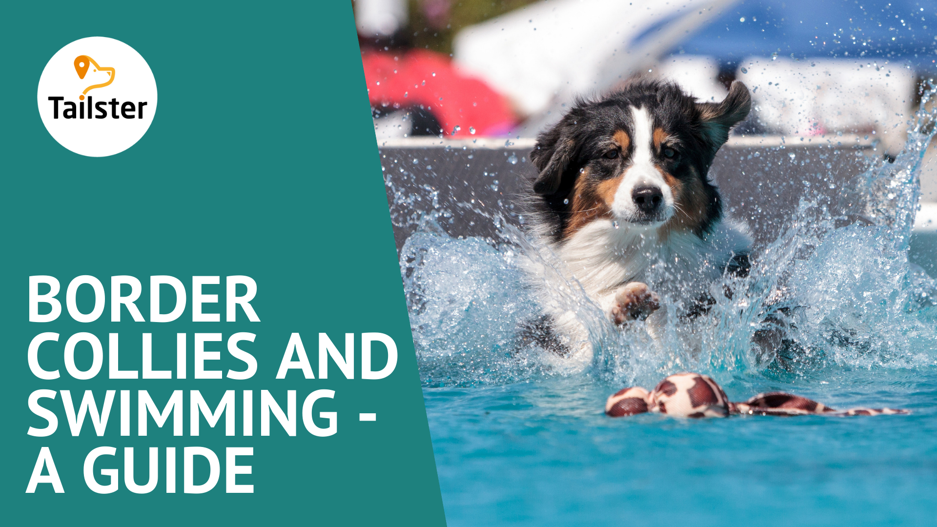 Border Collies And Swimming A Guide