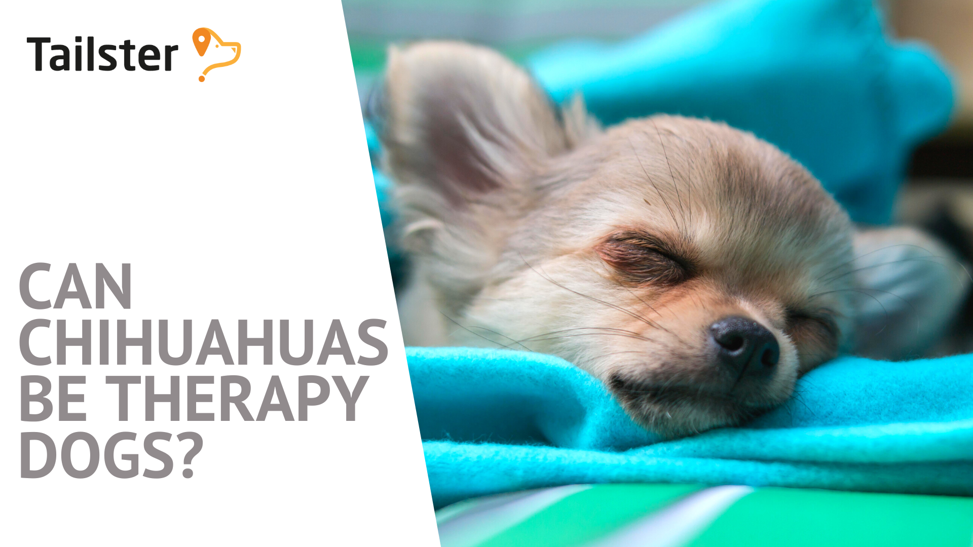 Can Chihuahuas Be Therapy Dogs?