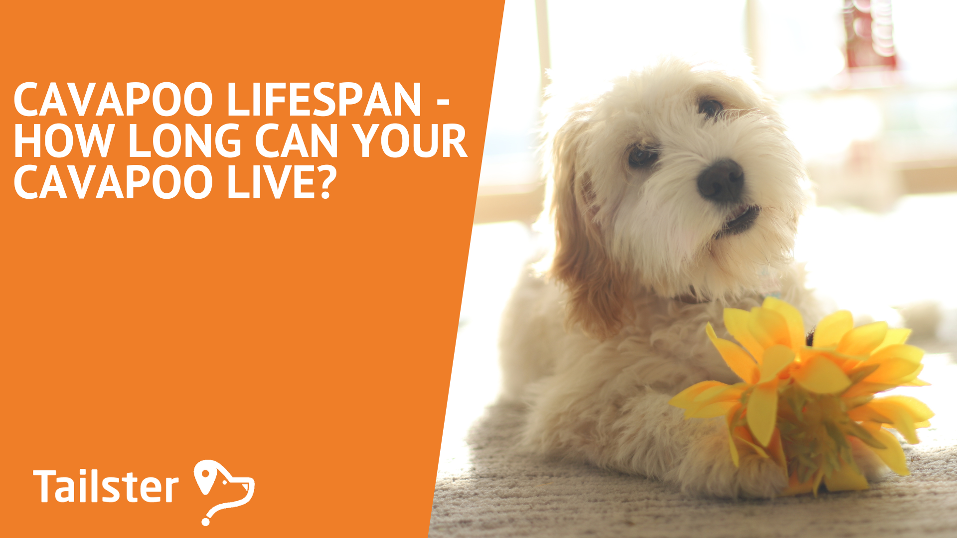 Cavapoo Lifespan - How Long Can Your Cavapoo Live?