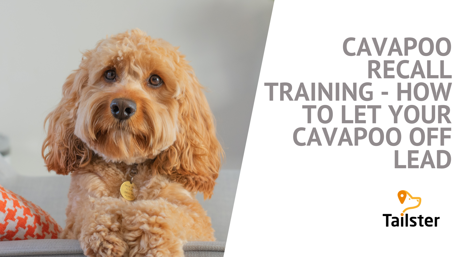 Cavapoo Recall Training - How To Let Your Cavapoo Off Lead