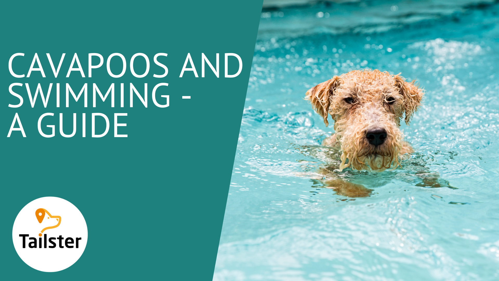 Cavapoos And Swimming - A Guide