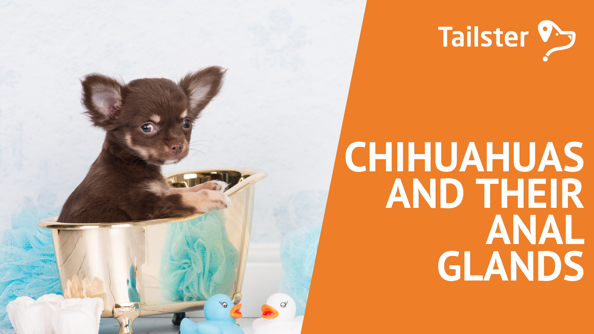 Chihuahuas And Their Anal Glands