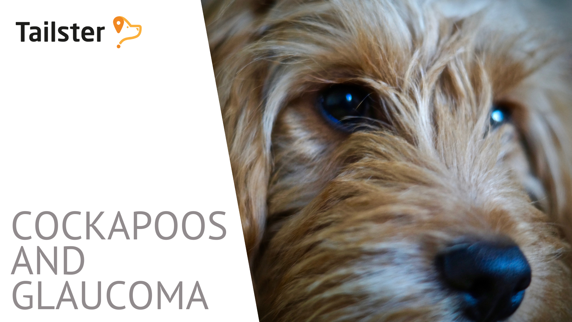 Cockapoos And Glaucoma