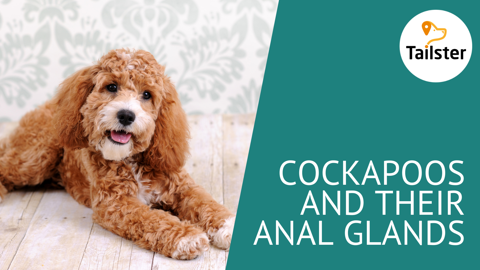 Cockapoos And Their Anal Glands