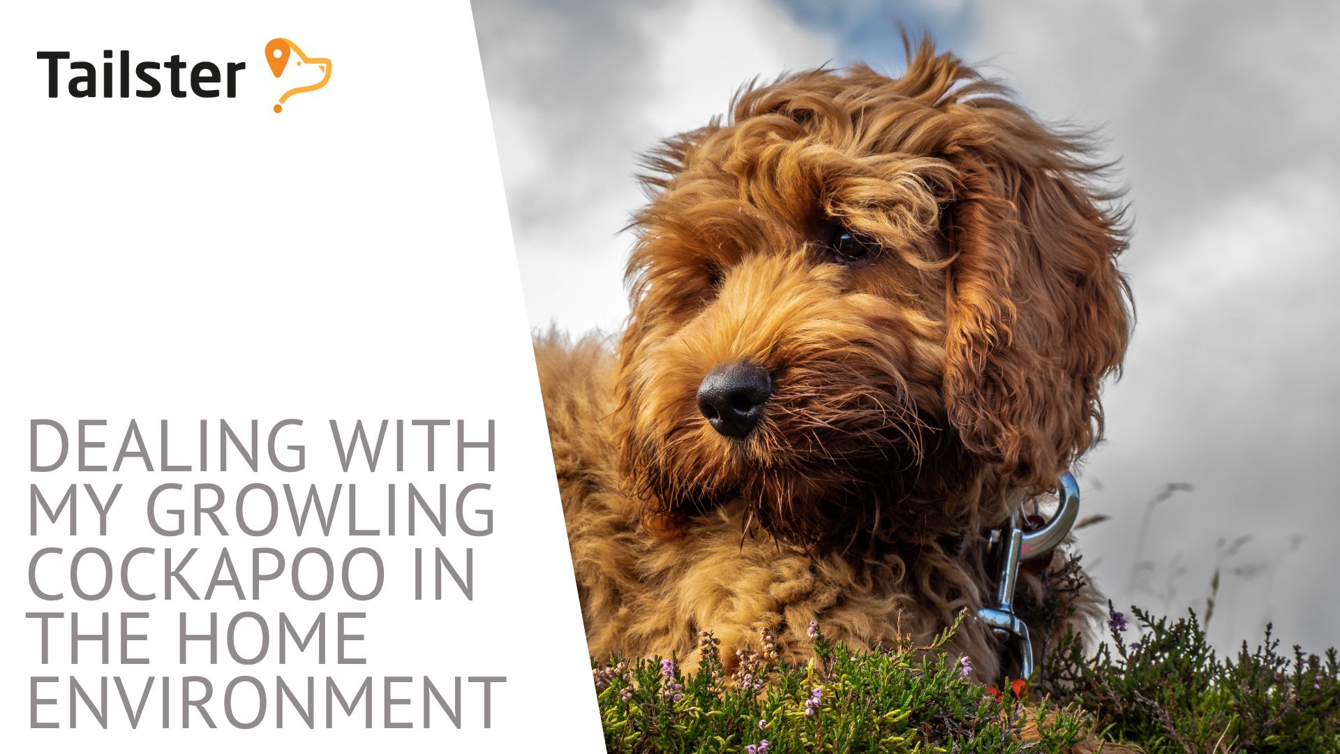 Dealing With My Growling Cockapoo In The Home Environment