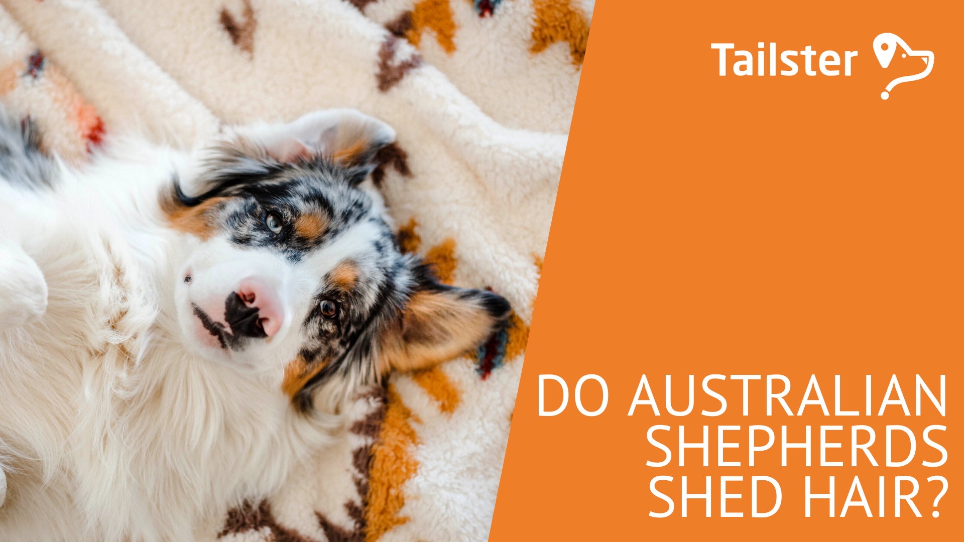 Do Australian Shepherds Shed Hair?