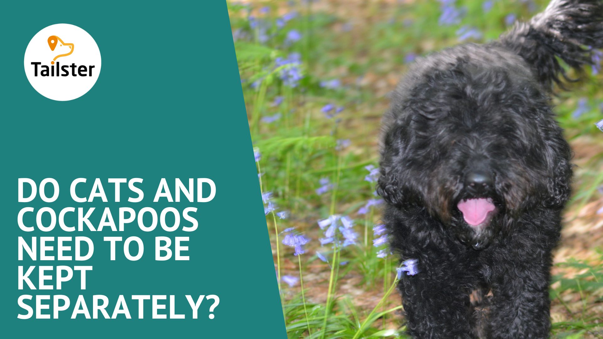 Do Cats And Cockapoos Need To Be Kept Separately?