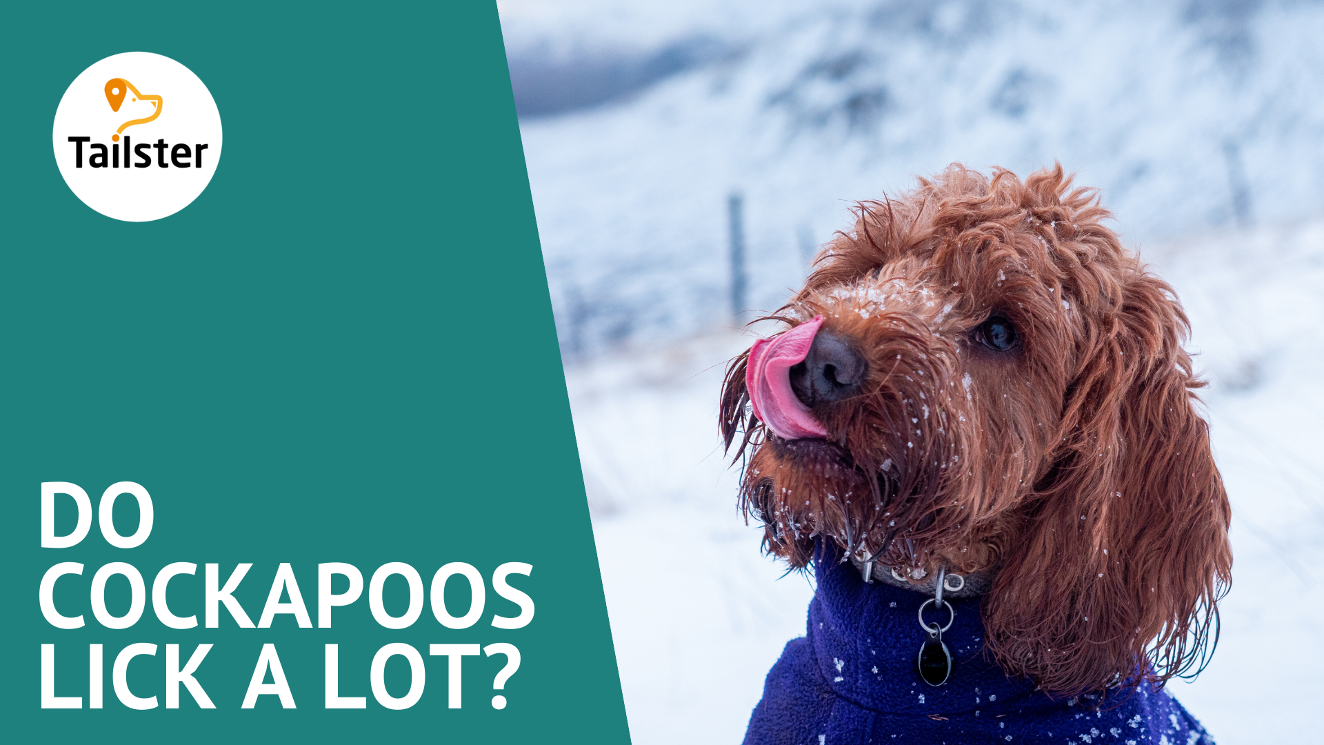 Do Cockapoos Lick A Lot? | Everything You Need To Know About Licking ...