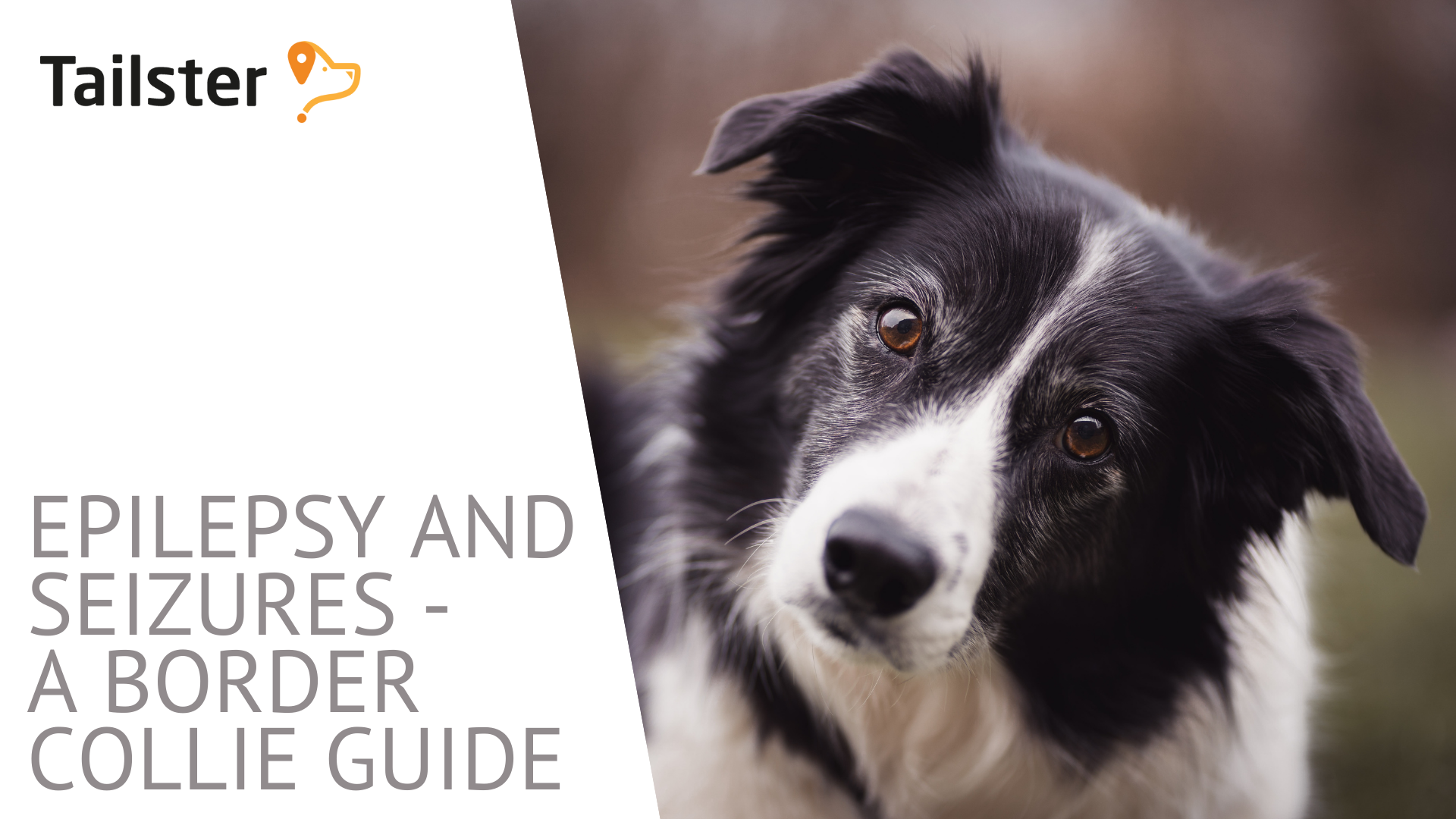 Epilepsy And Seizures - A Border Collie Guide