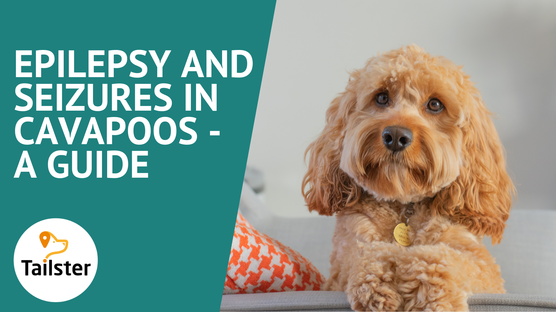 Epilepsy And Seizures In Cavapoos - A Guide