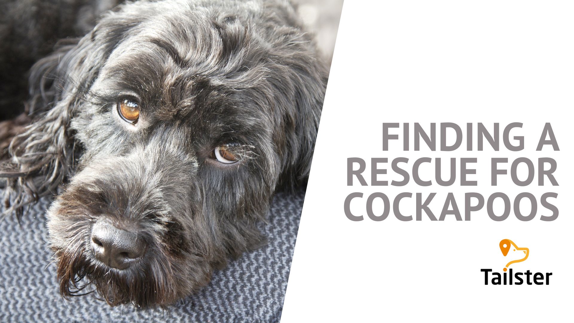 Finding A Rescue For Cockapoos