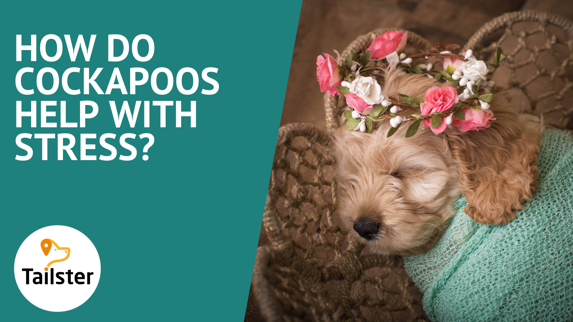 How Do Cockapoos Help With Stress?