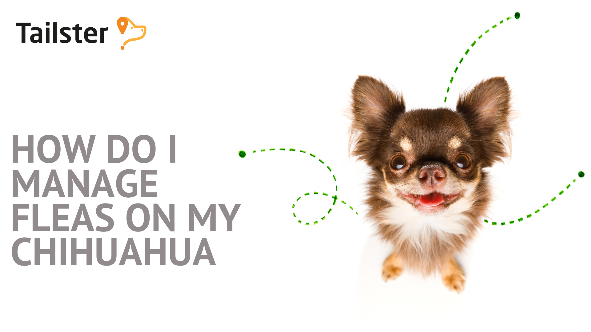 How Do I Manage Fleas On My Chihuahua