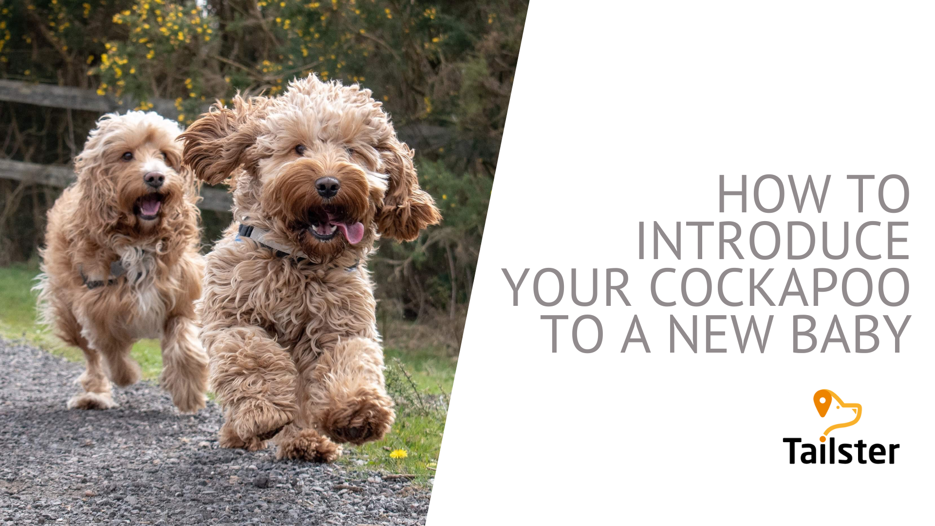 How To Introduce Your Cockapoo To A New Baby