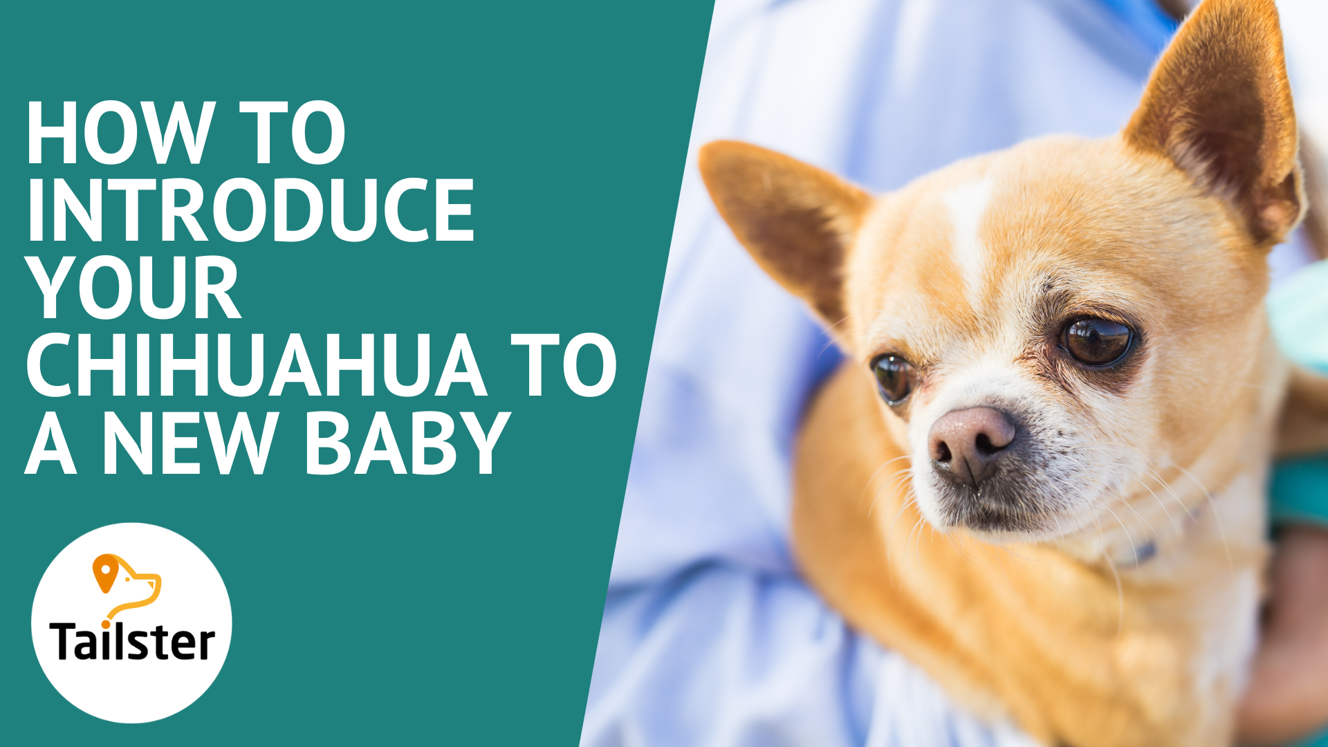 How To Introduce Your Chihuahua To A New Baby