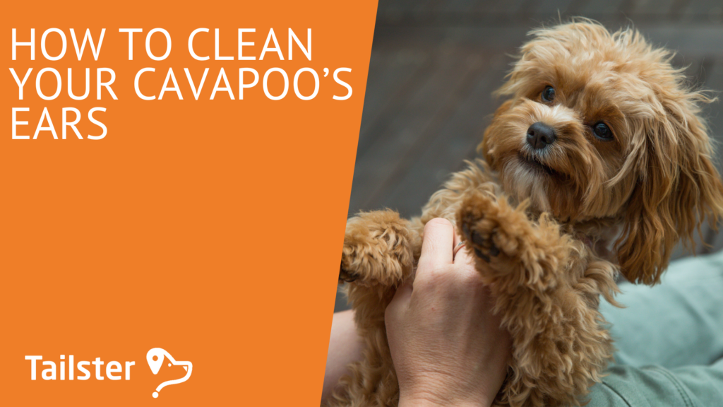 Cavapoo Care