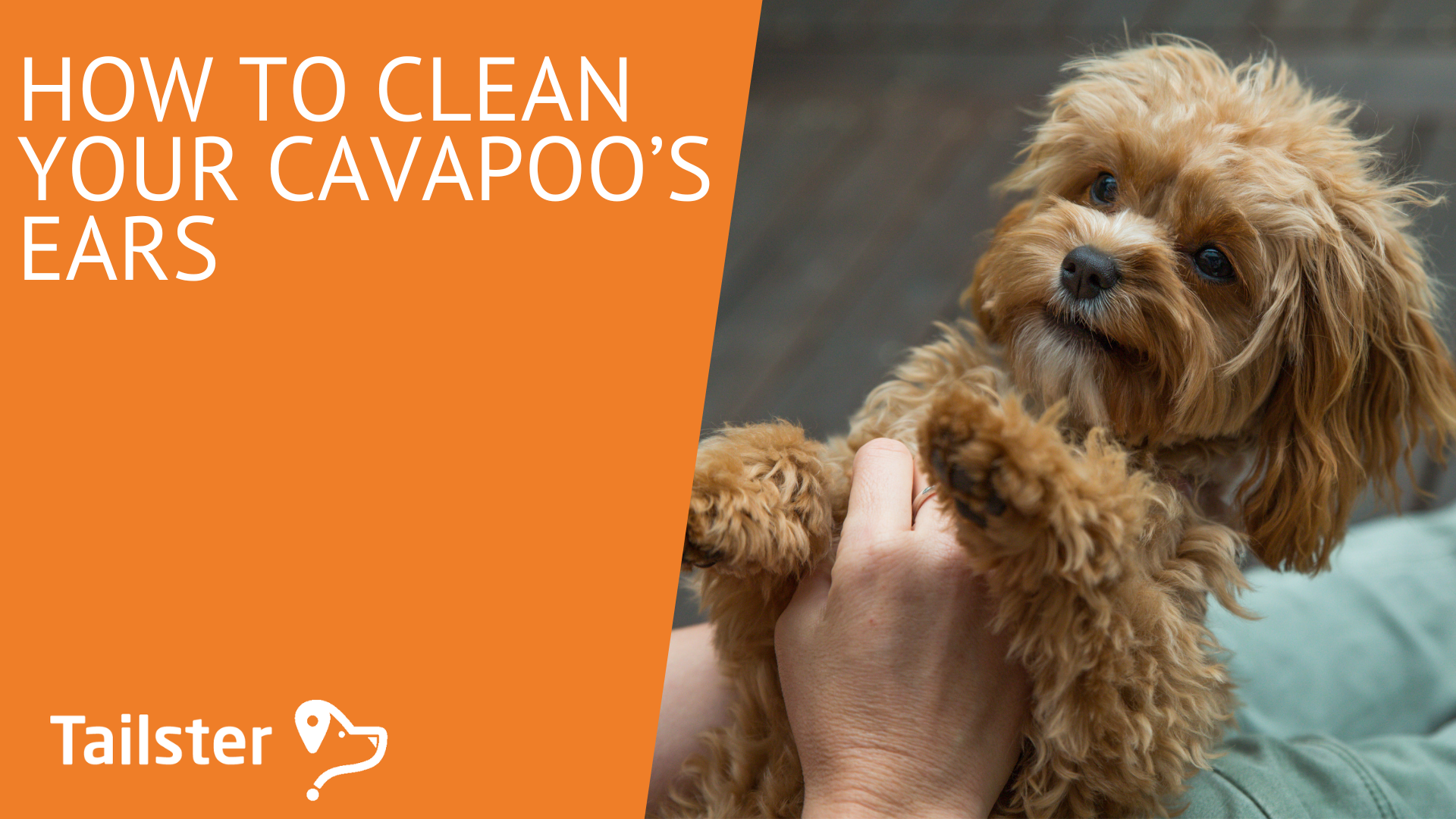 How To Clean Your Cavapoo’s Ears