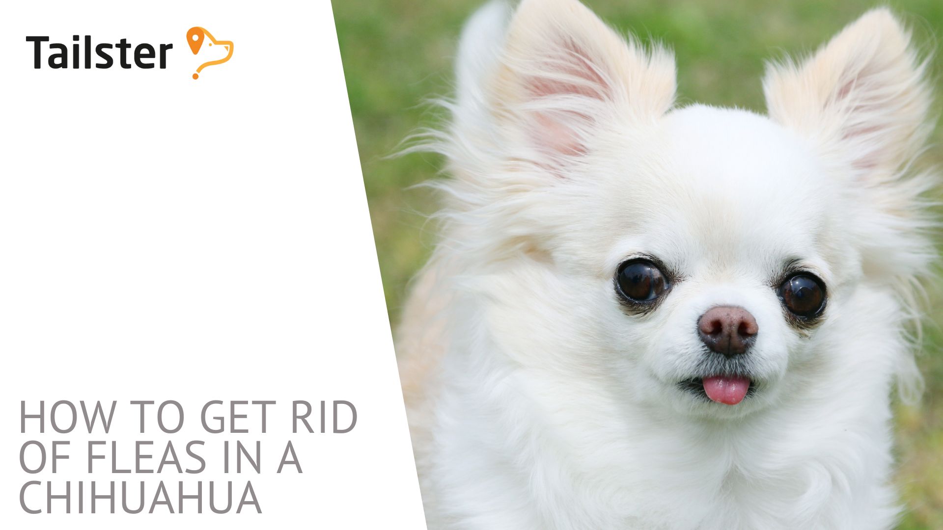 How To Get Rid Of Fleas In A Chihuahua