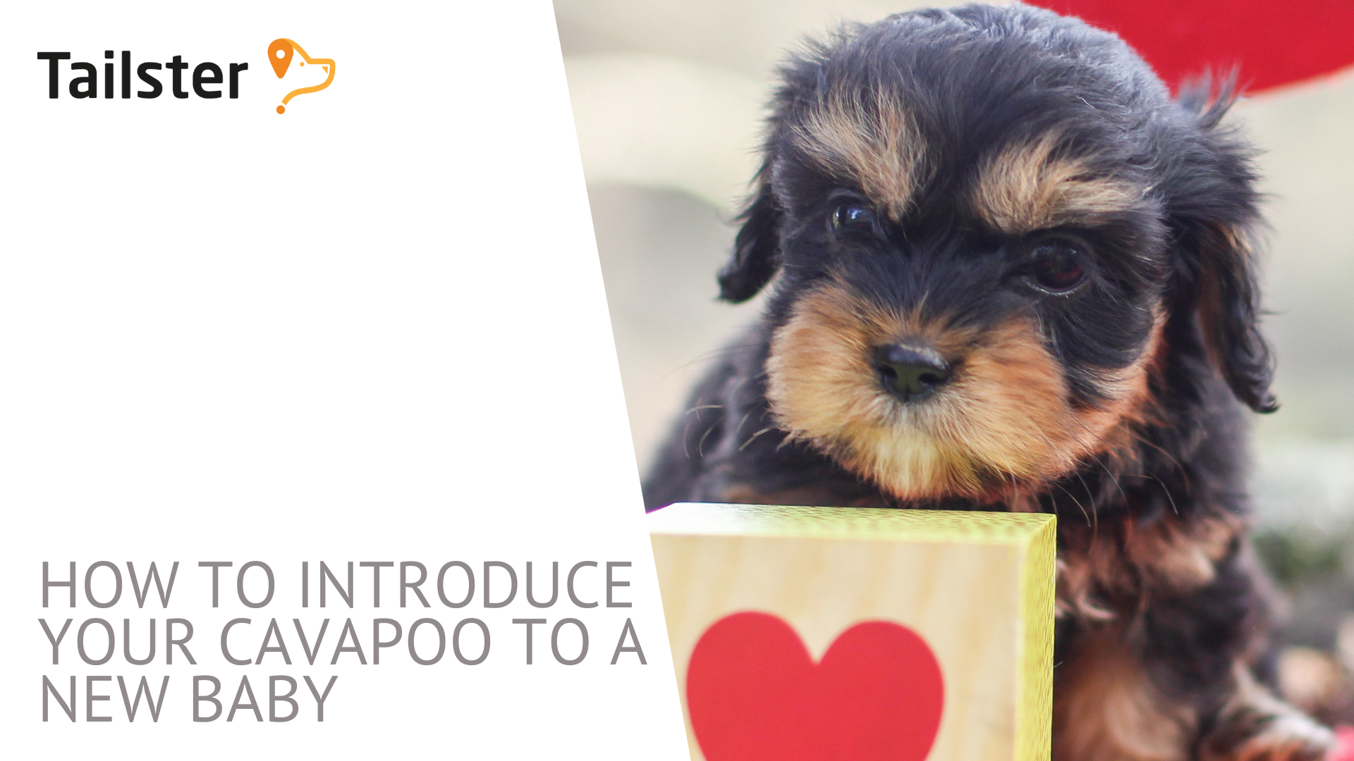 How To Introduce Your Cavapoo To A New Baby