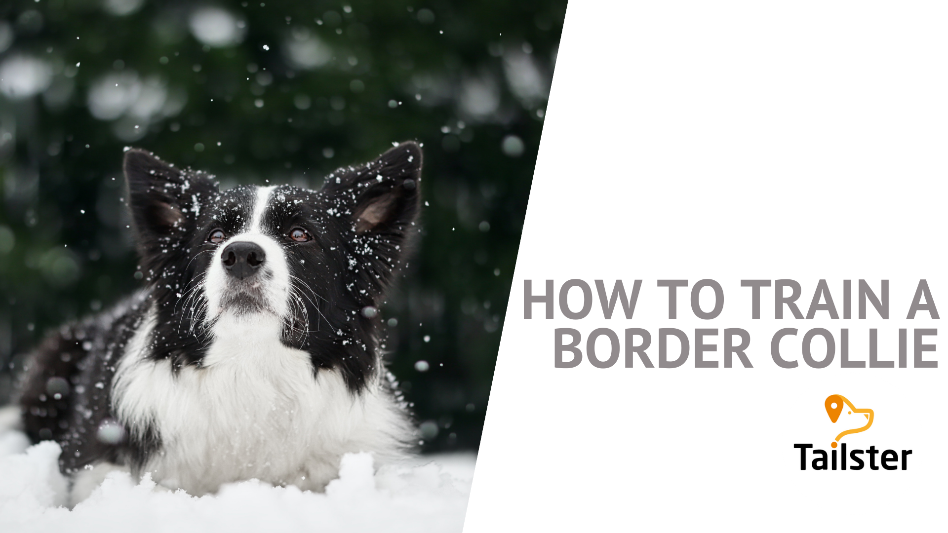 How To Train A Border Collie How To Train A Border Collie