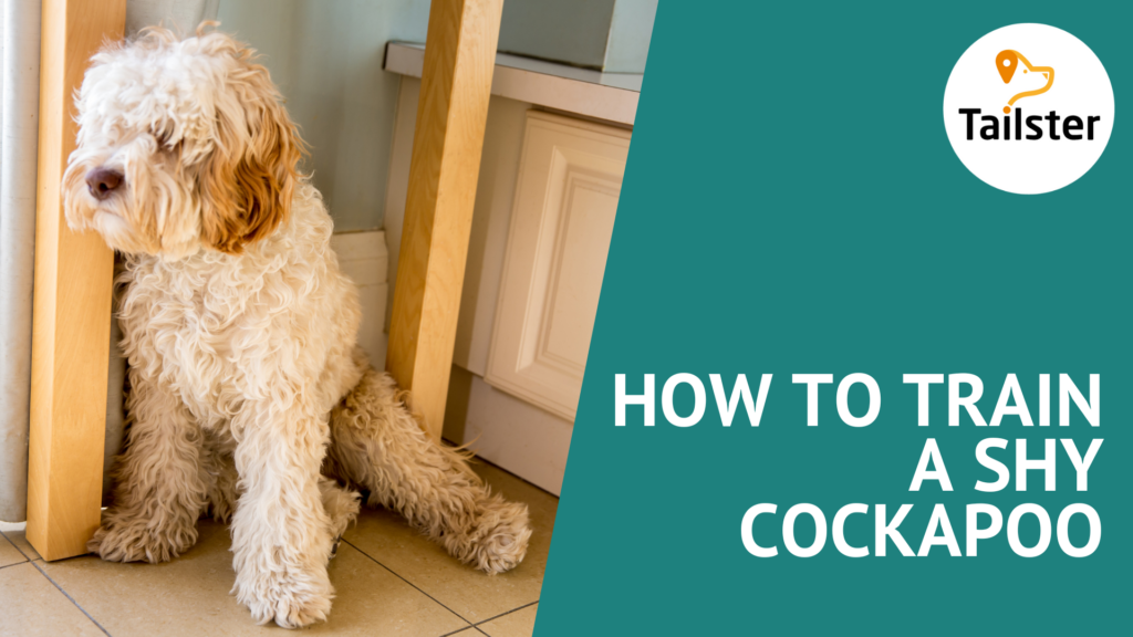 Cockapoo Training