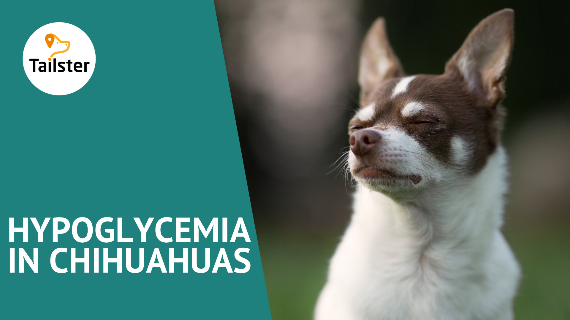 Hypoglycemia In Chihuahuas Hypoglycemia In Chihuahuas