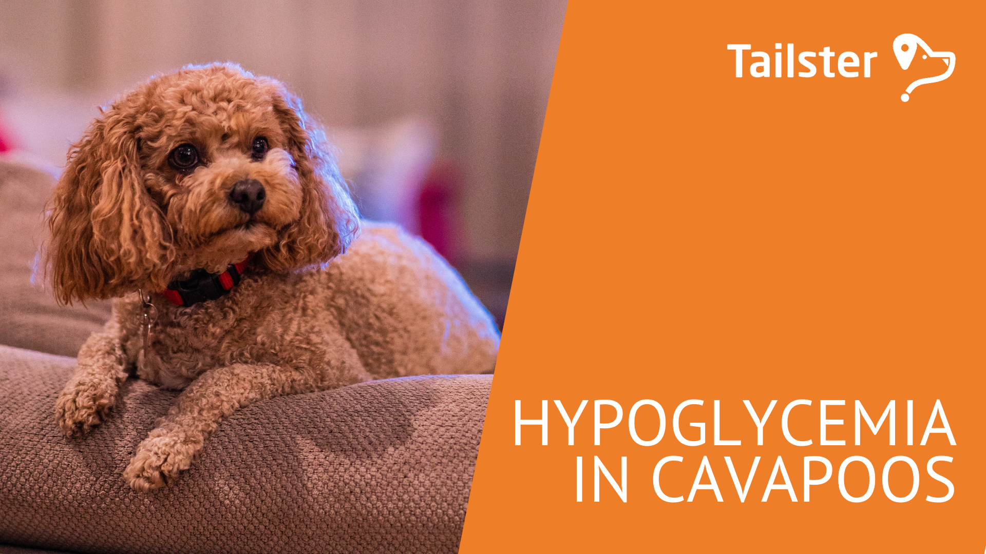 Hypoglycemia In Cavapoos