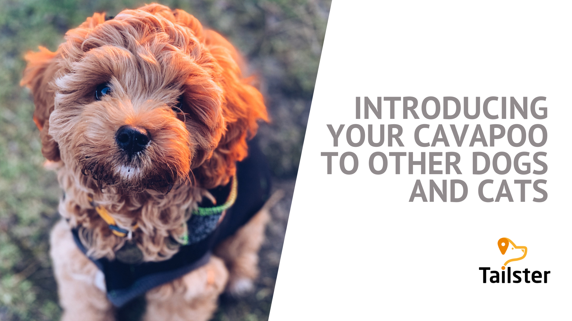 Introducing Your Cavapoo To Other Dogs And Cats
