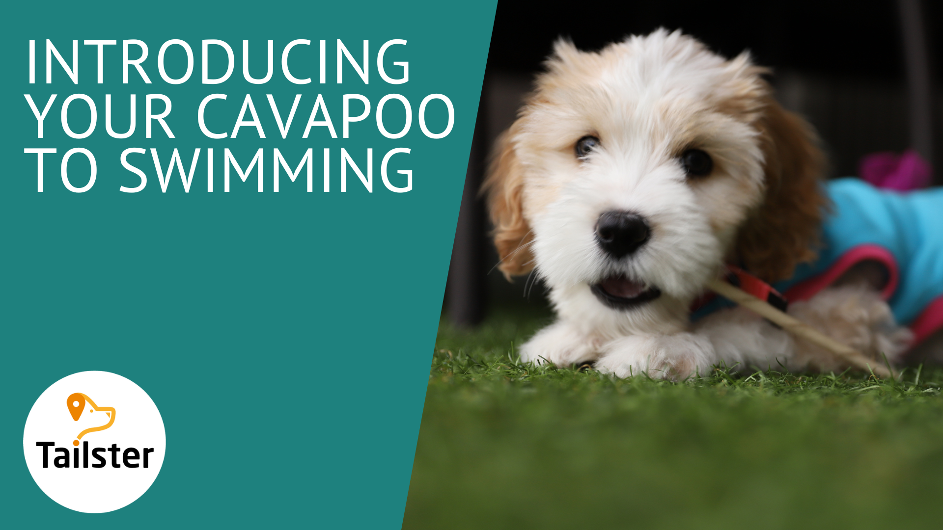 Introducing Your Cavapoo To Swimming
