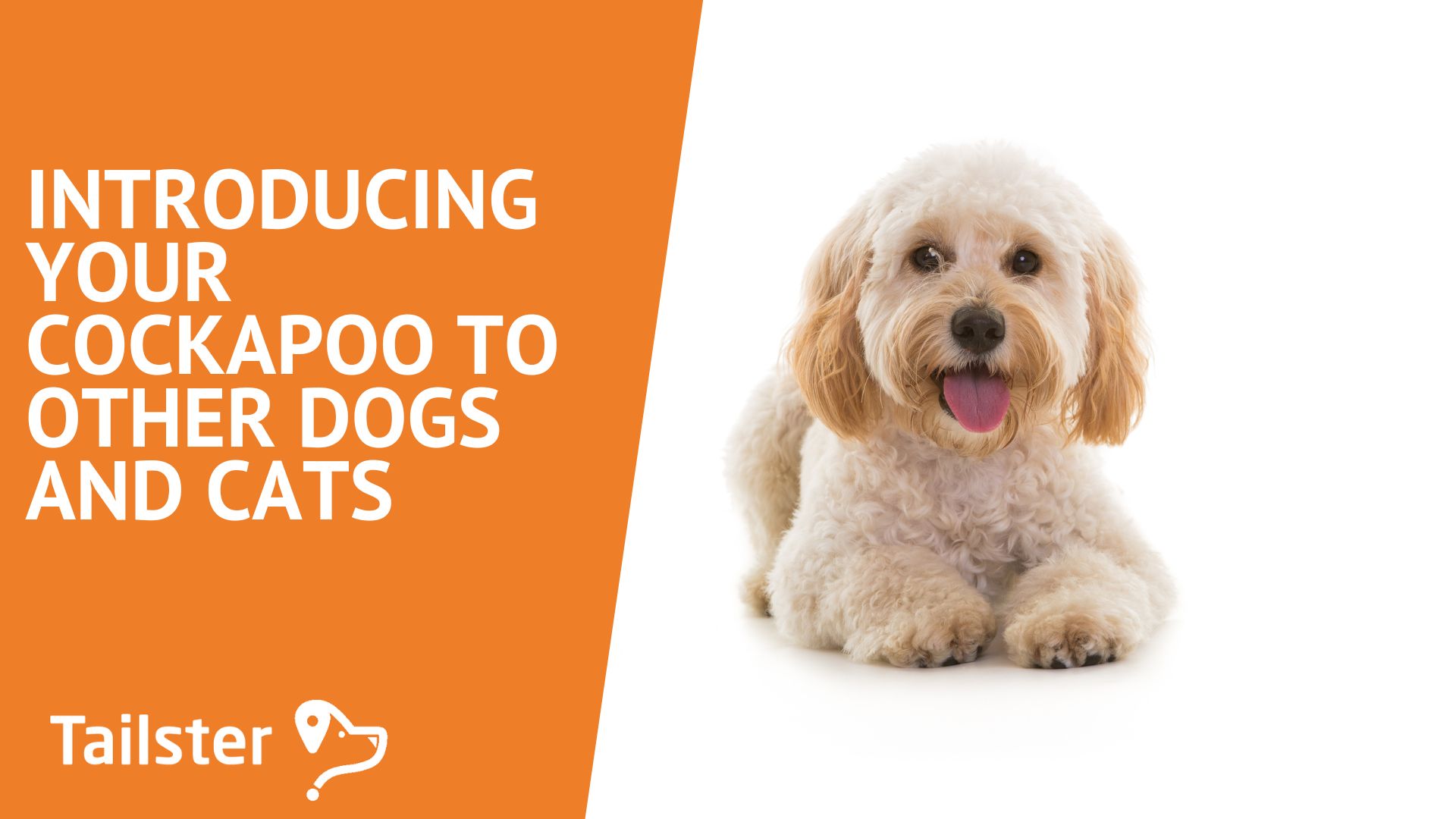 Introducing Your Cockapoo To Other Dogs And Cats