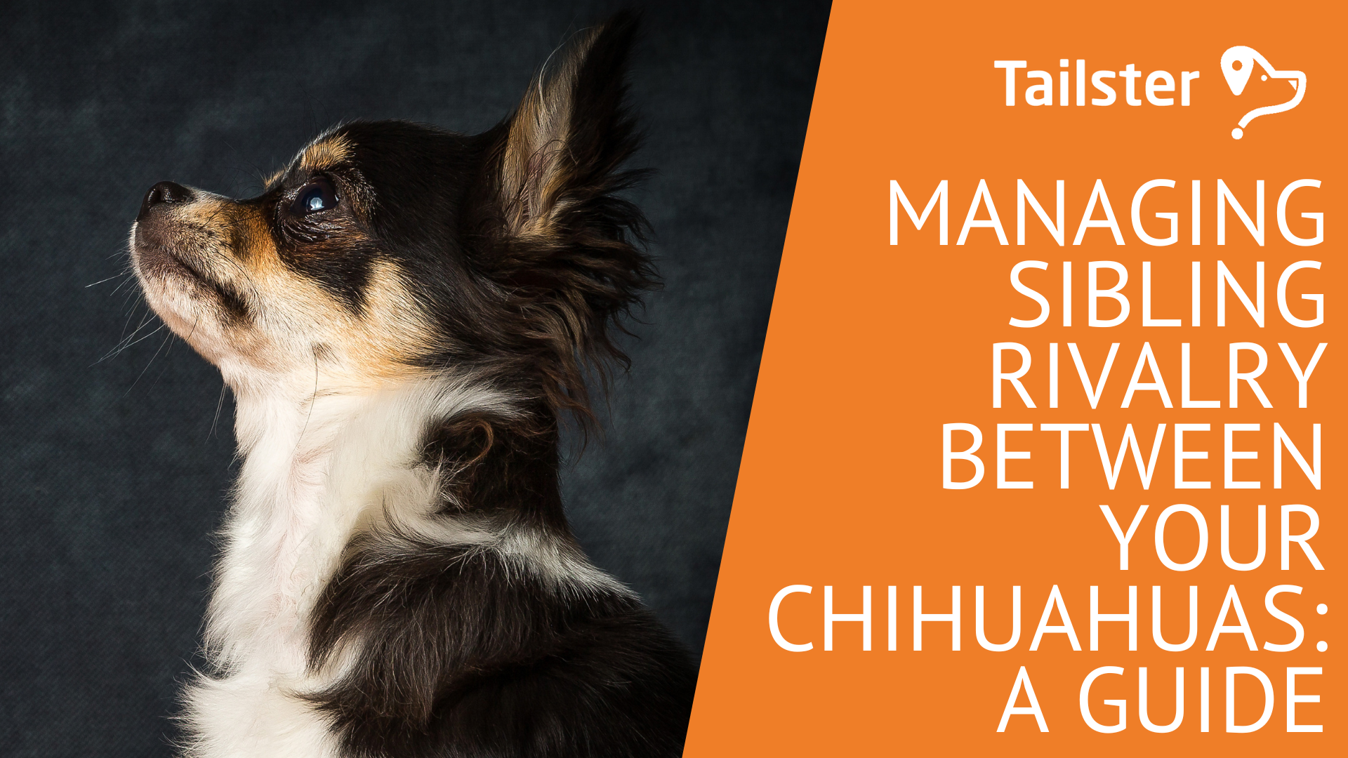 Managing Sibling Rivalry Between Your Chihuahuas: A Guide Managing Sibling Rivalry Between Your Chihuahuas: A Guide