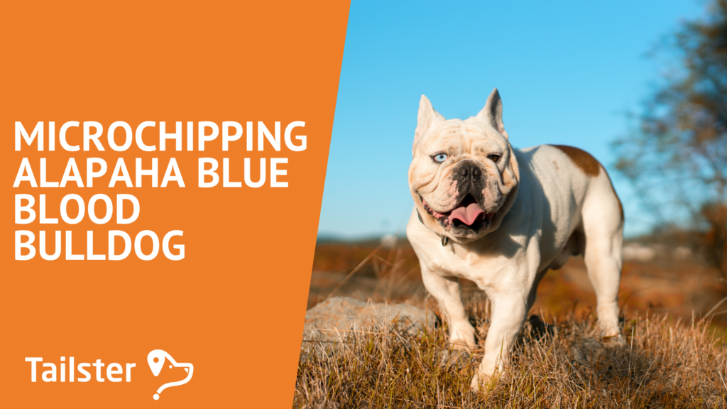 Alpha Blue Blood Bulldog