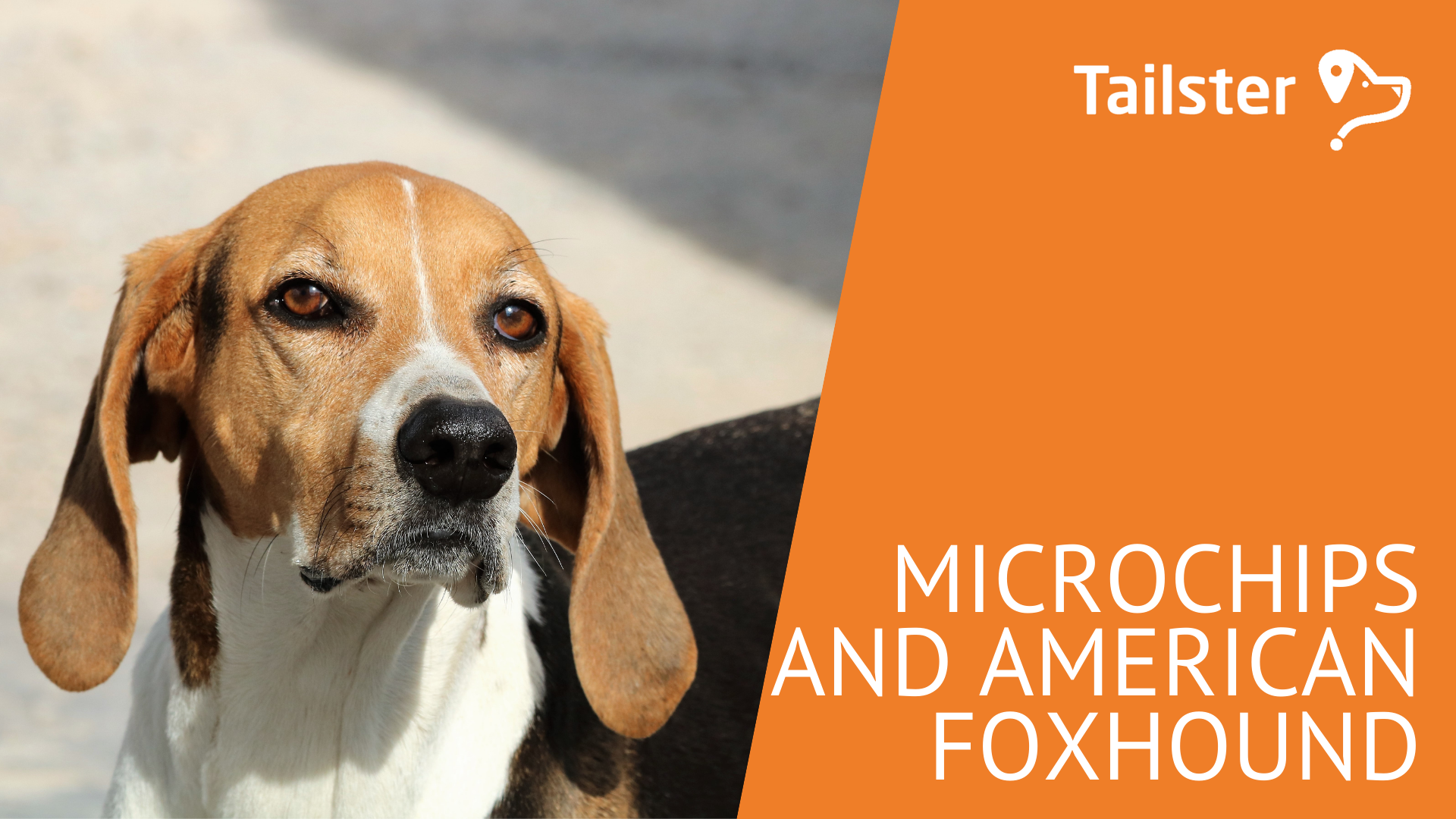 A Guide To Microchips And Your American Foxhound