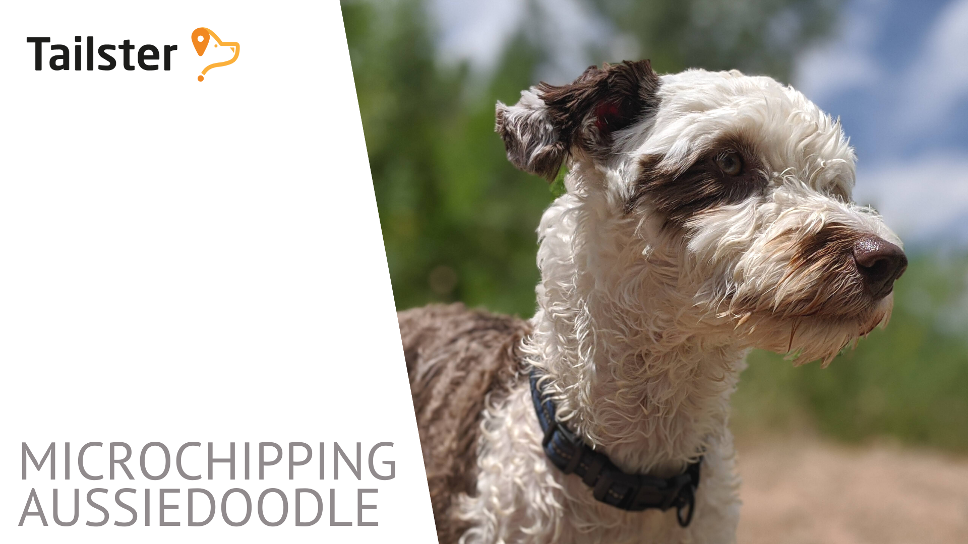 Everything You Need To Know About Microchipping Your Aussiedoodle