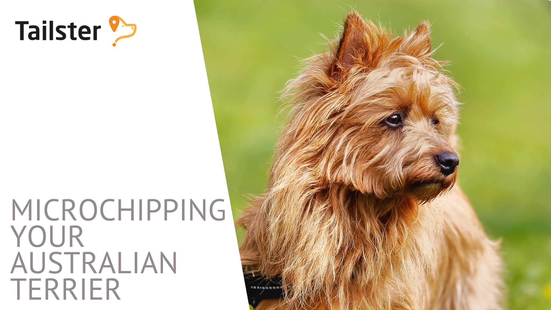 Everything You Need To Know About Microchipping Your Australian Terrier