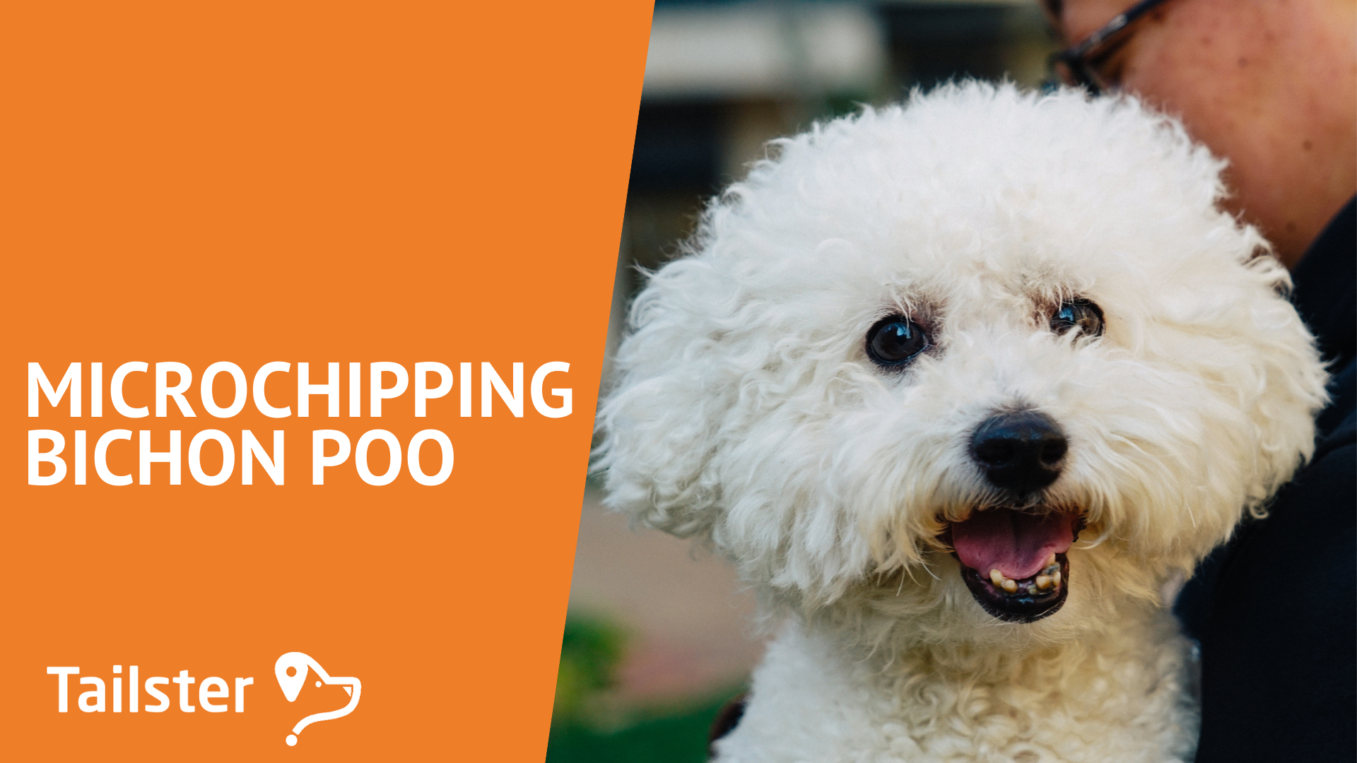 Everything You Need To Know About Microchipping Your Bichon Poo